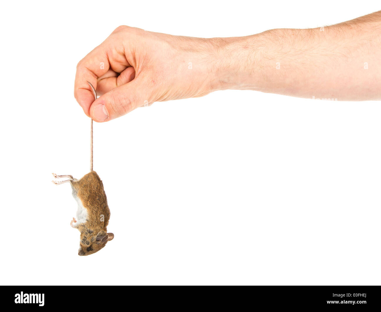 Hand holding mouse tail hi-res stock photography and images - Alamy