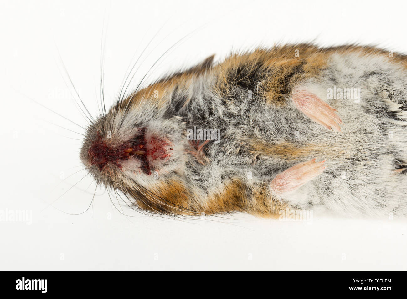 Dead mouse isolated on a white background Stock Photo - Alamy