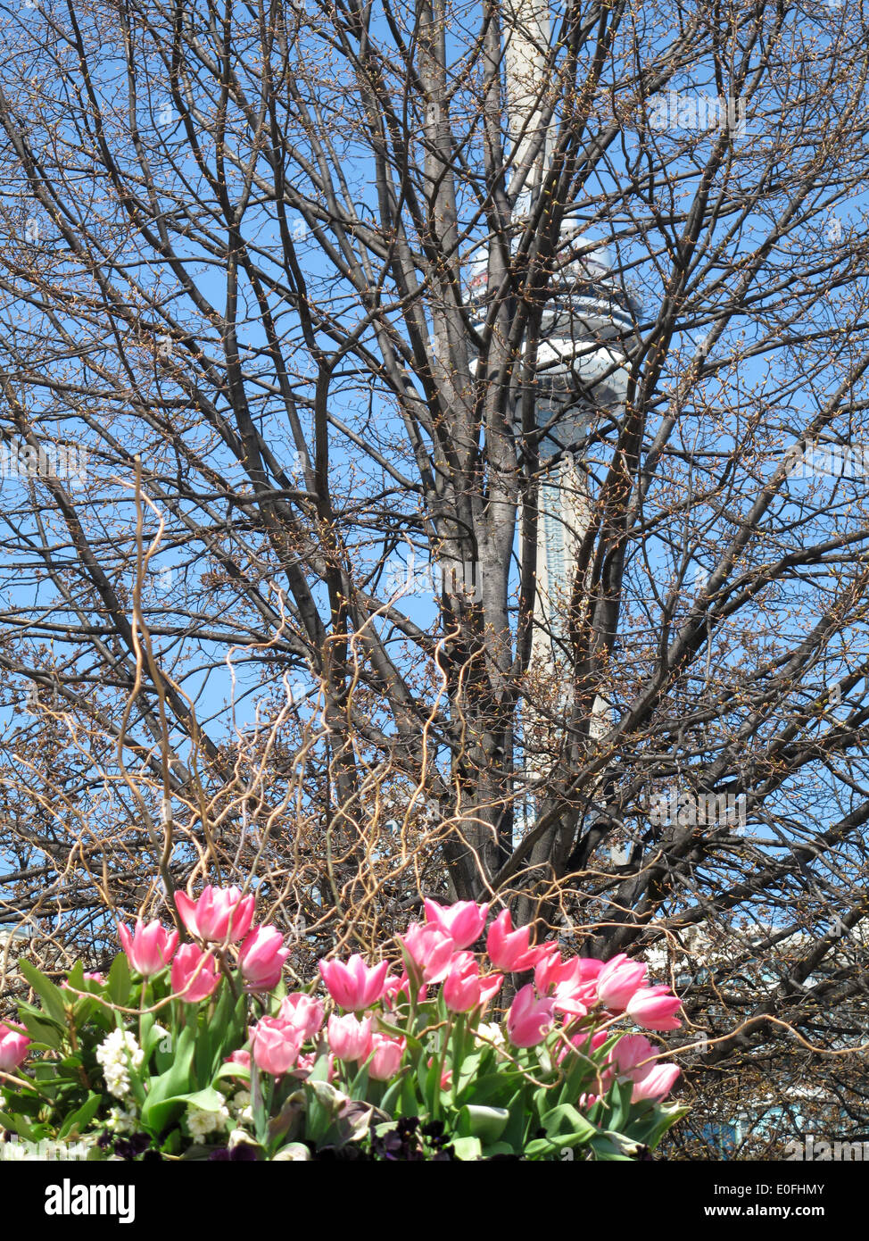 Toronto cn tower green hi-res stock photography and images - Alamy