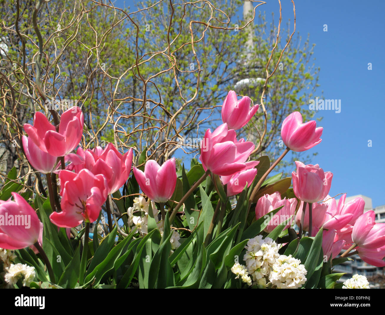 Spring in Toronto, Ontario Stock Photo - Alamy