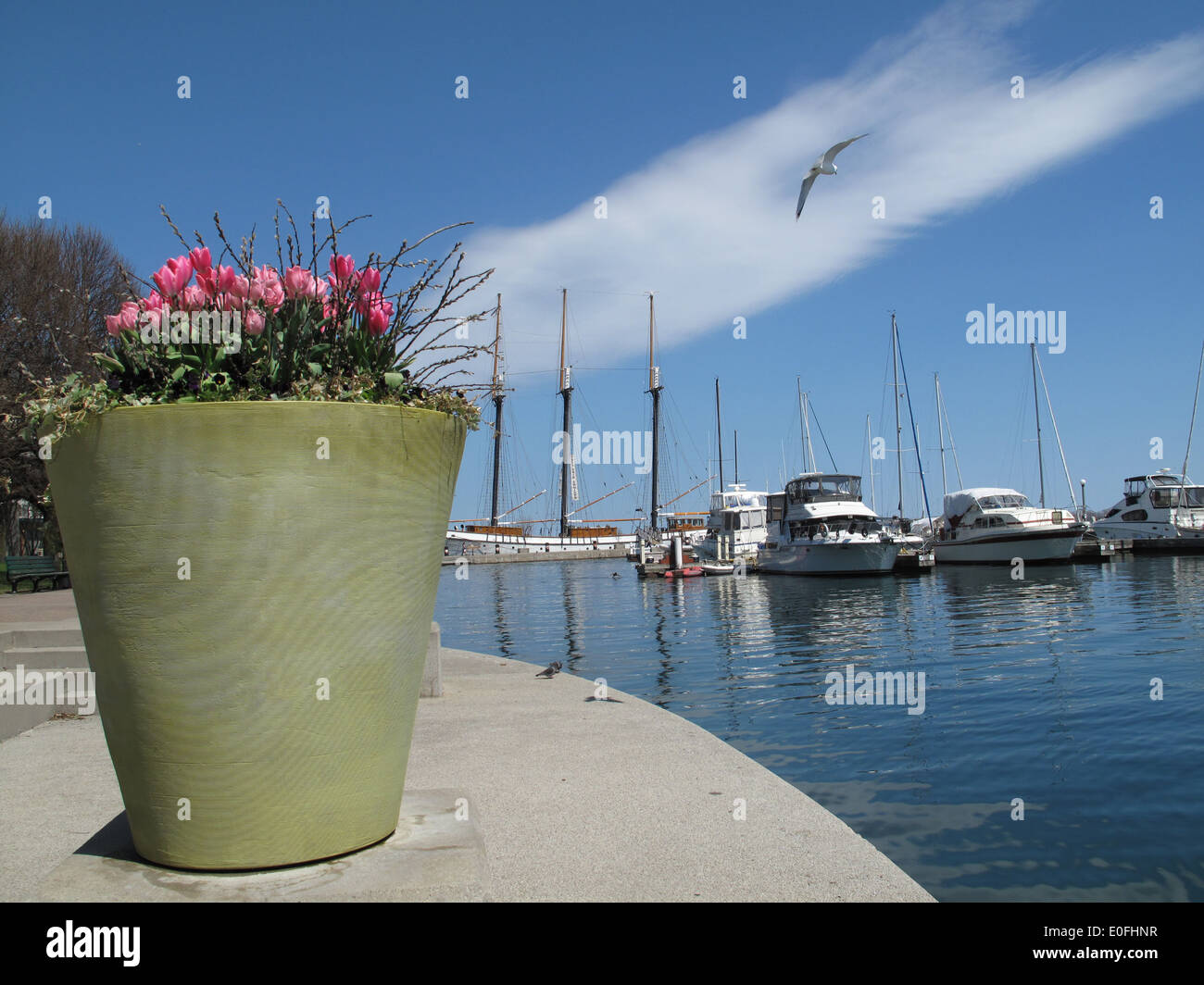 Spring pot vegetation hi-res stock photography and images - Alamy