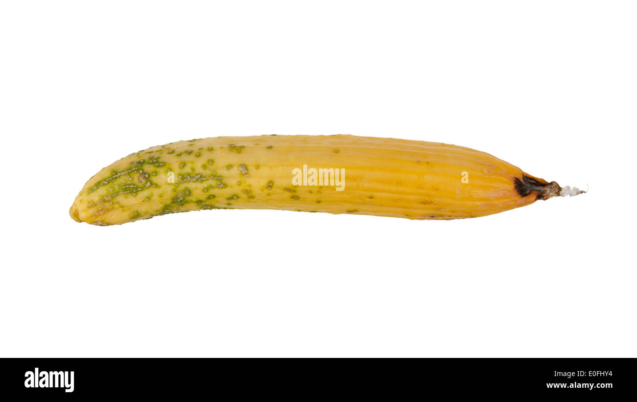 Cucumber turning yellow, isolated on a white background Stock Photo - Alamy