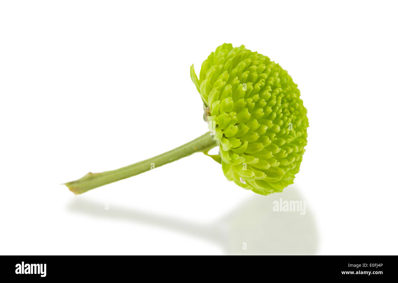 Small green flower isolated on white background Stock Photo - Alamy