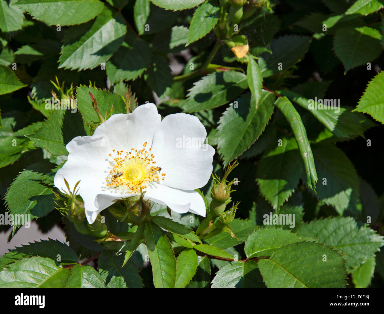 The eglantine rose Stock Photo - Alamy