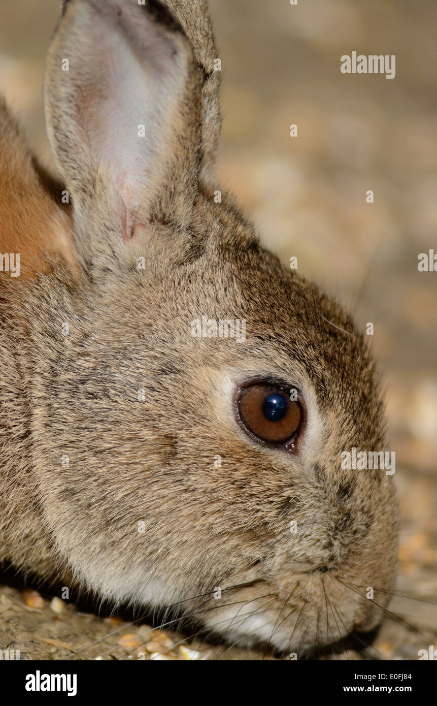 Lagomorpha oryctolagus cuniculus hi-res stock photography and images ...