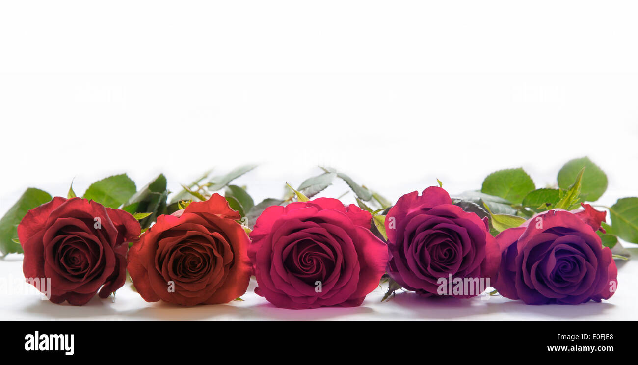 Roses for special occasion hi-res stock photography and images - Alamy