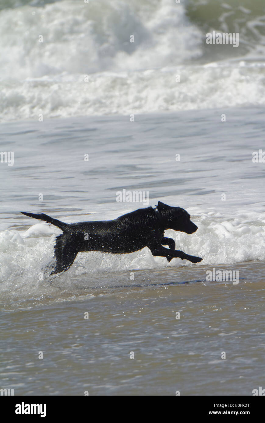 A young labrador enjoying her freedom at the seaside and braves the ...