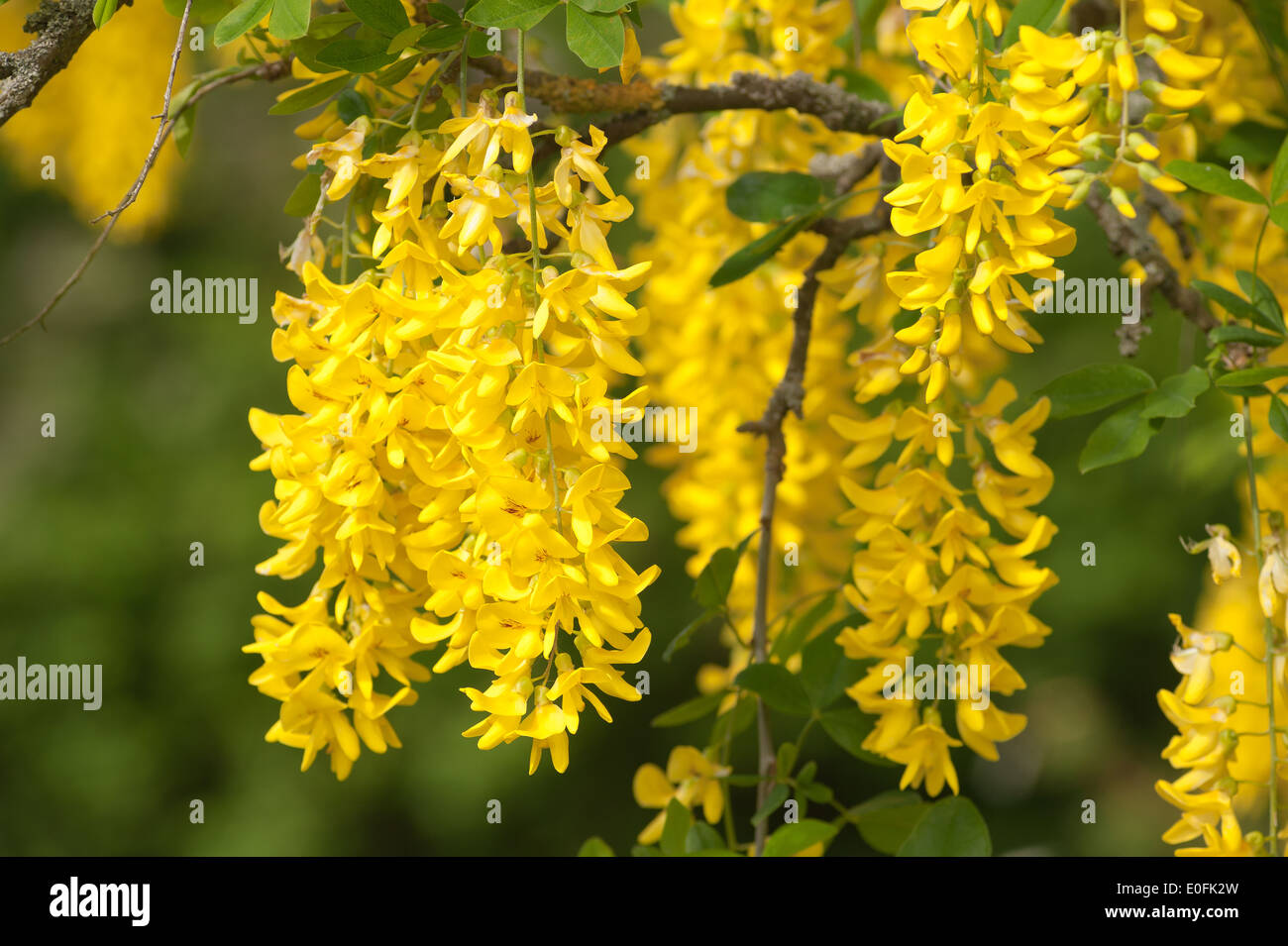 Spring flowering branch of a Laburnum tree bright invigorating yellow a ...