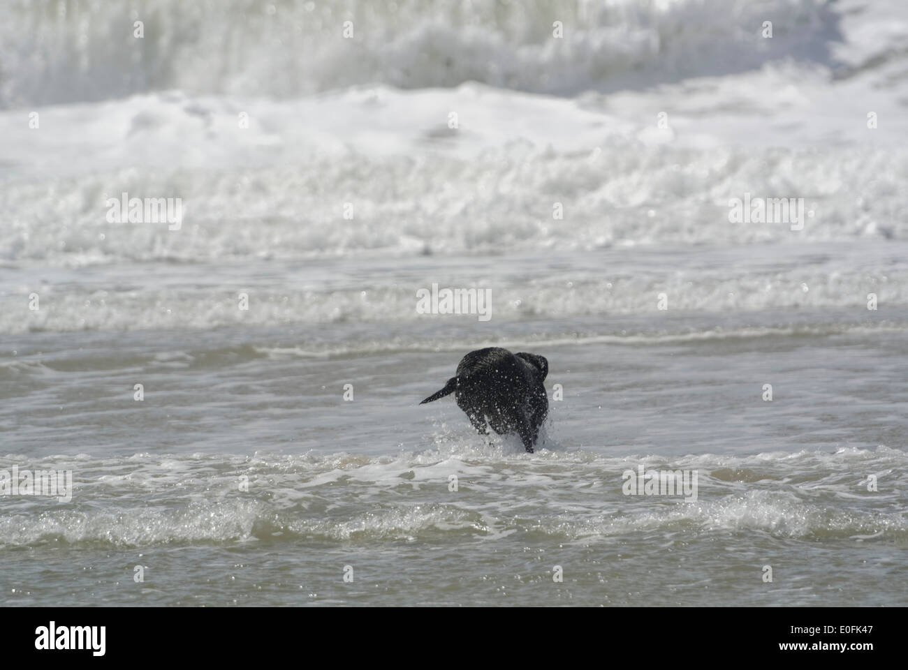A young labrador enjoying her freedom at the seaside and braves the ...