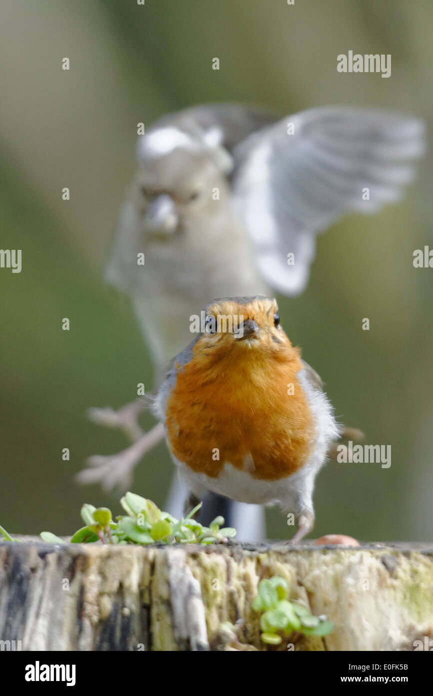 Startle Birds High Resolution Stock Photography and Images - Alamy