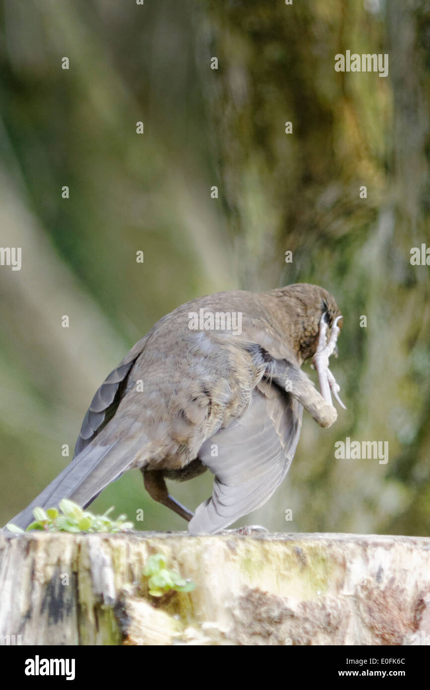 Welsh Garden Birds: Shy thrush on a tree stump scratching an irritation ...