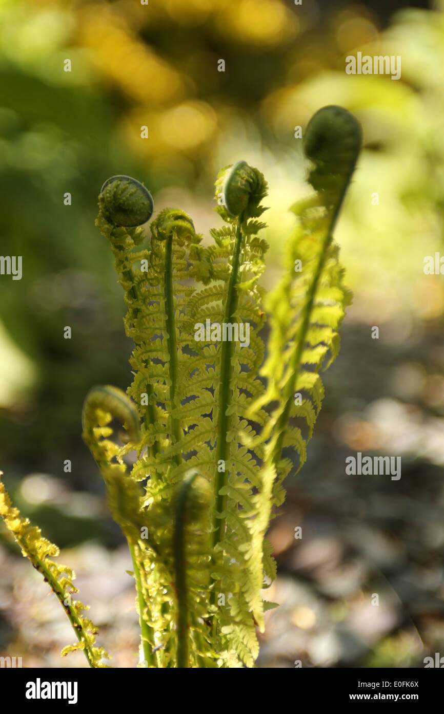 A Fern unrolling young fronds Stock Photo - Alamy