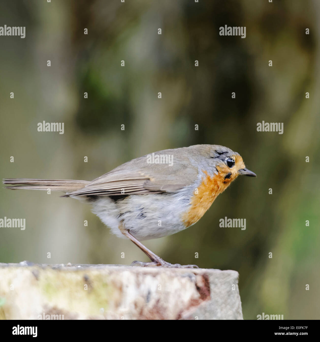 Welsh Garden Birds: Robin on a tree stump Stock Photo - Alamy