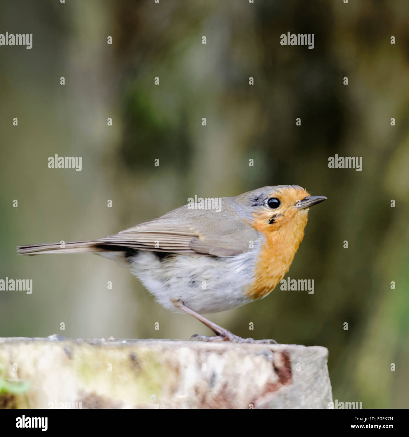 Welsh Garden Birds: Robin on a tree stump Stock Photo - Alamy