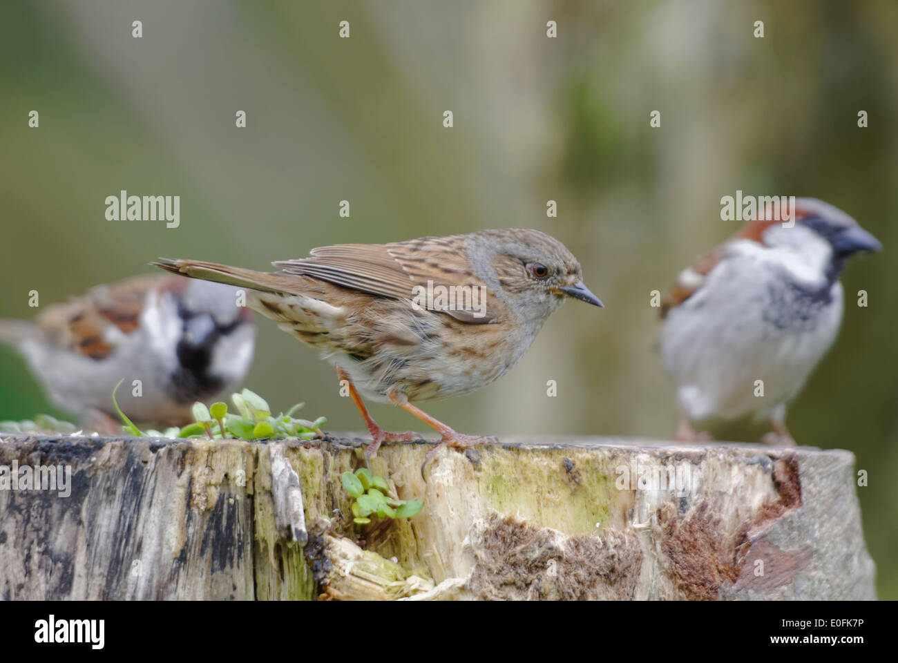 Welsh Garden Birds: two tree sparrows and a dunnock perch on a tree ...