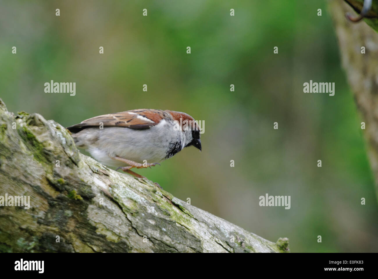 Welsh Garden Birds: male tree sparrow about to fly from a tree branch ...