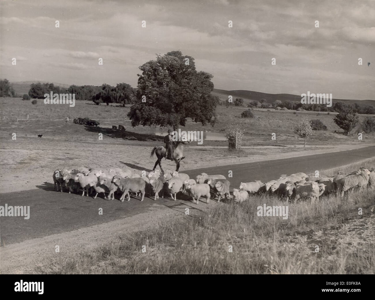 Sheep droving near Bathurst, New South Wales, captures a traditional ...