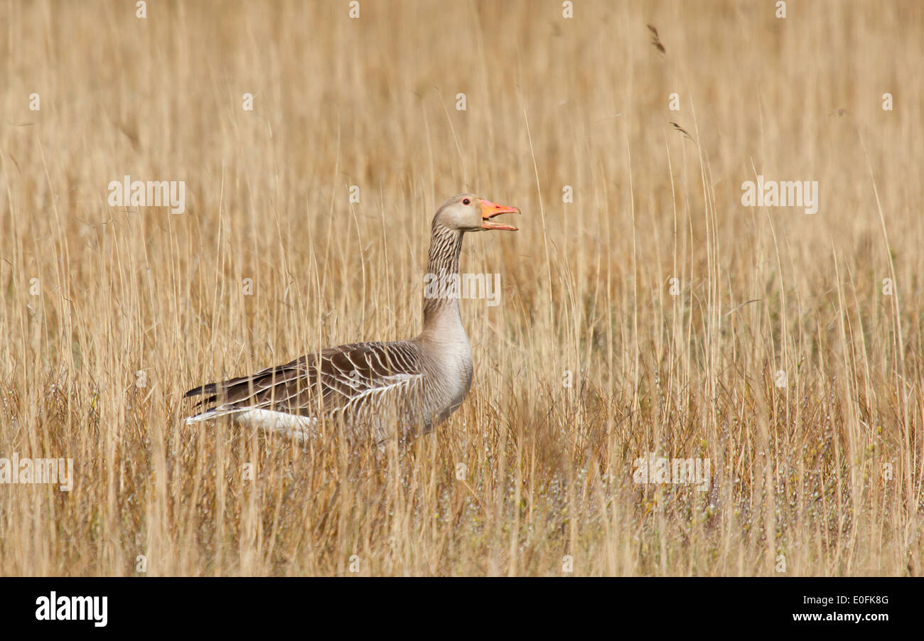 A greylag goose is hiding in the reeds Stock Photo - Alamy