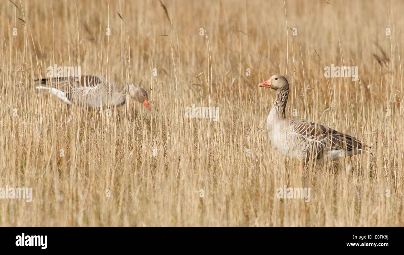 Goose hiding hi-res stock photography and images - Alamy
