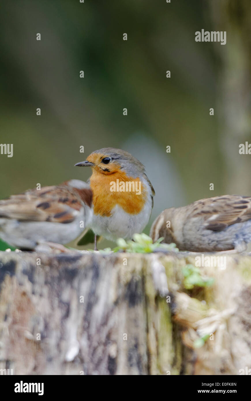 Birds Of Sparrows High Resolution Stock Photography and Images - Alamy