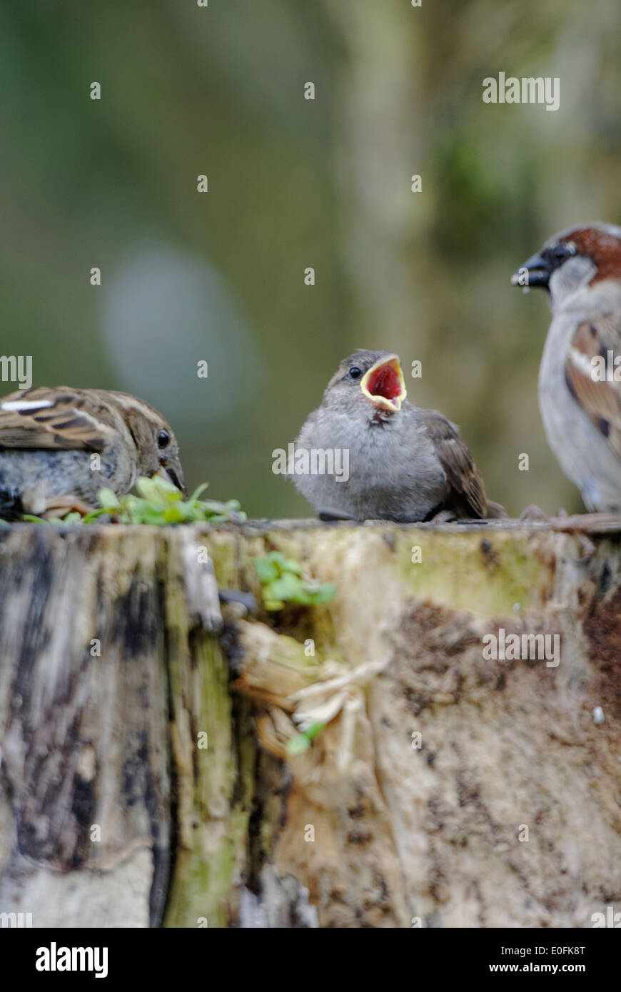 Welsh Garden Birds: A sparrow feeds its young fledgling Stock Photo - Alamy