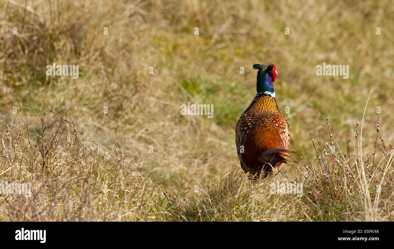 A common Pheasant in it's natural habitat Stock Photo - Alamy