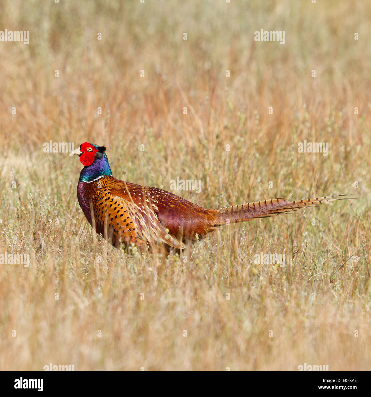 A common Pheasant in it's natural habitat Stock Photo - Alamy