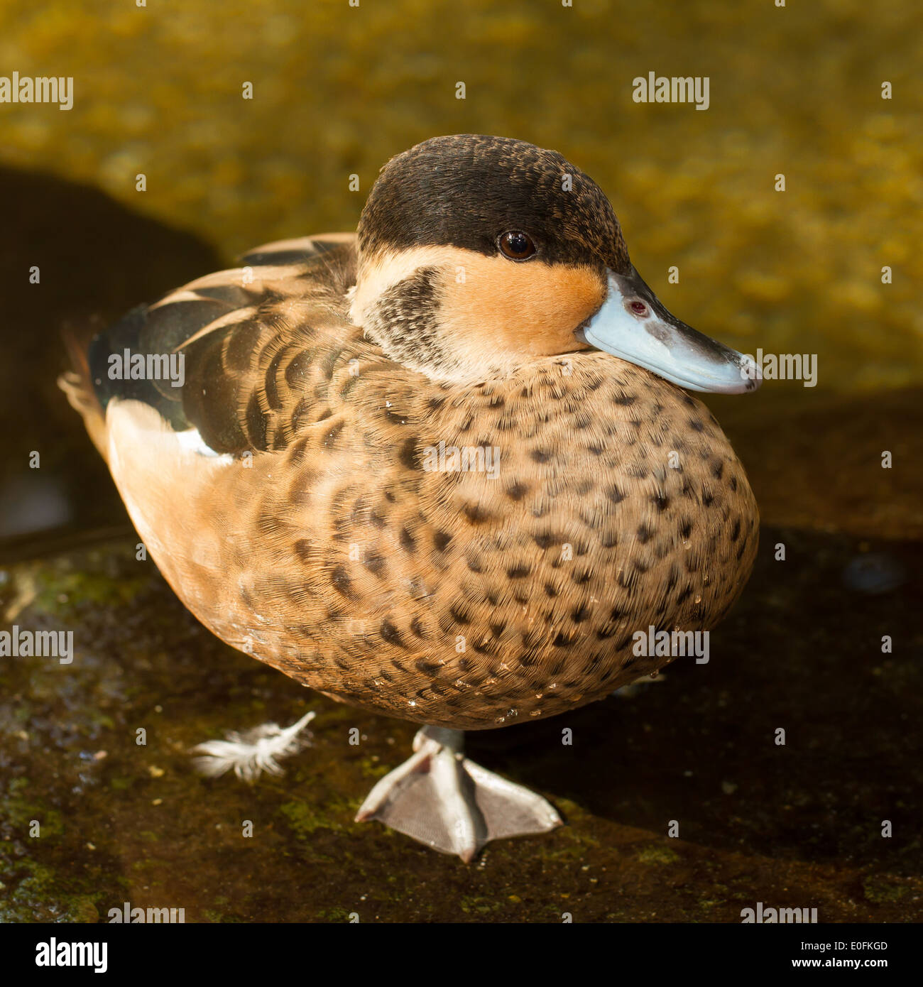A colorful tropical duck in captivity (Holland Stock Photo - Alamy