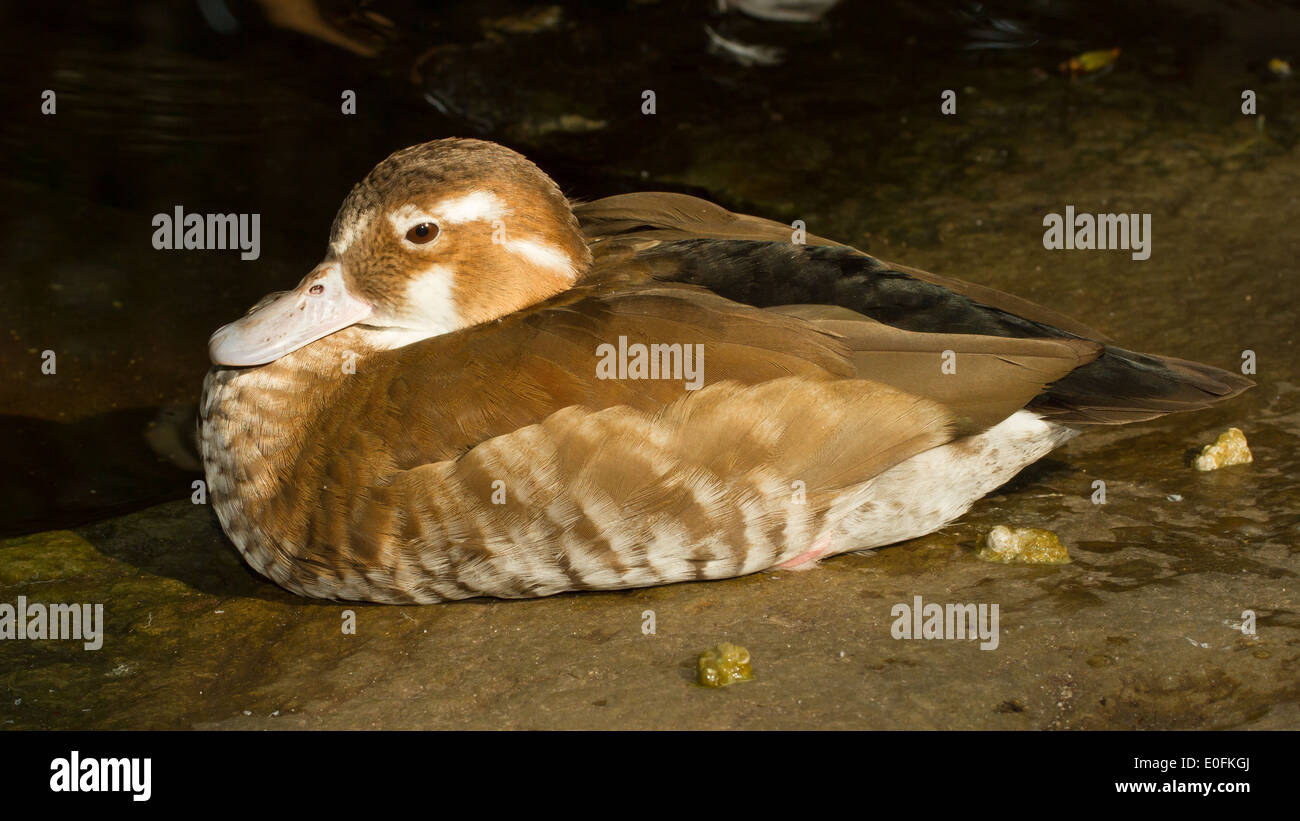A colorful tropical duck in captivity (Holland Stock Photo - Alamy