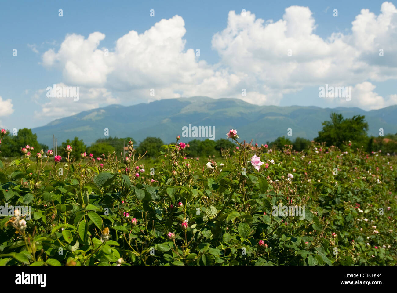 Rose valley bulgaria hi-res stock photography and images - Alamy