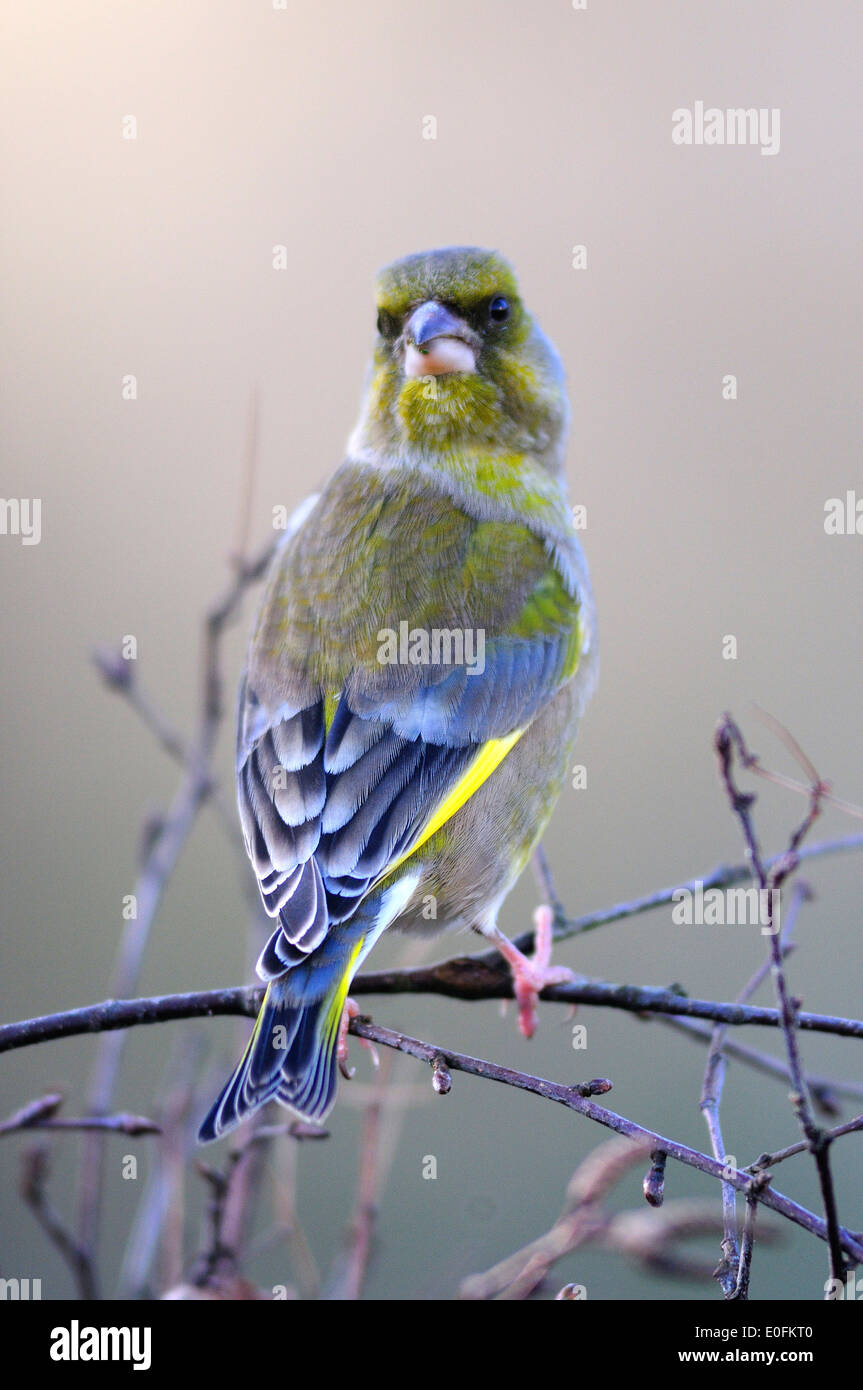 Greenfinch portait hi-res stock photography and images - Alamy