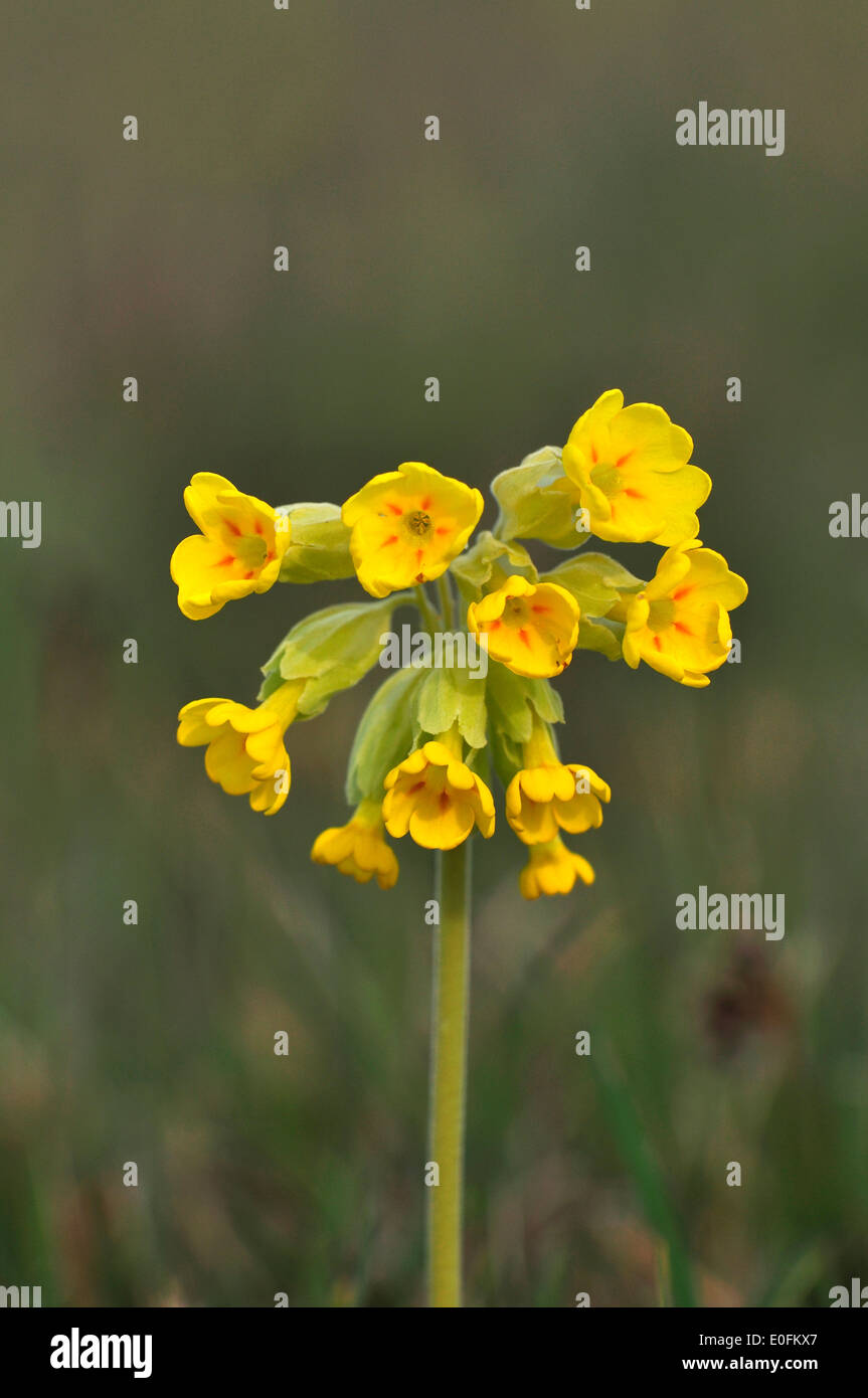 Cowslip hi-res stock photography and images - Alamy