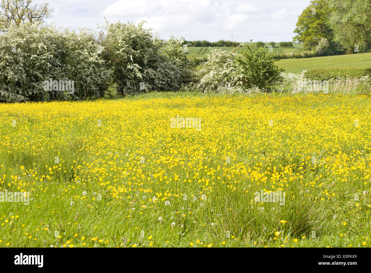 Stoloniferous creeping plants hi-res stock photography and images - Alamy