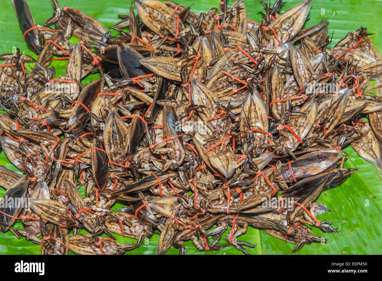 Cooked insects hi-res stock photography and images - Alamy