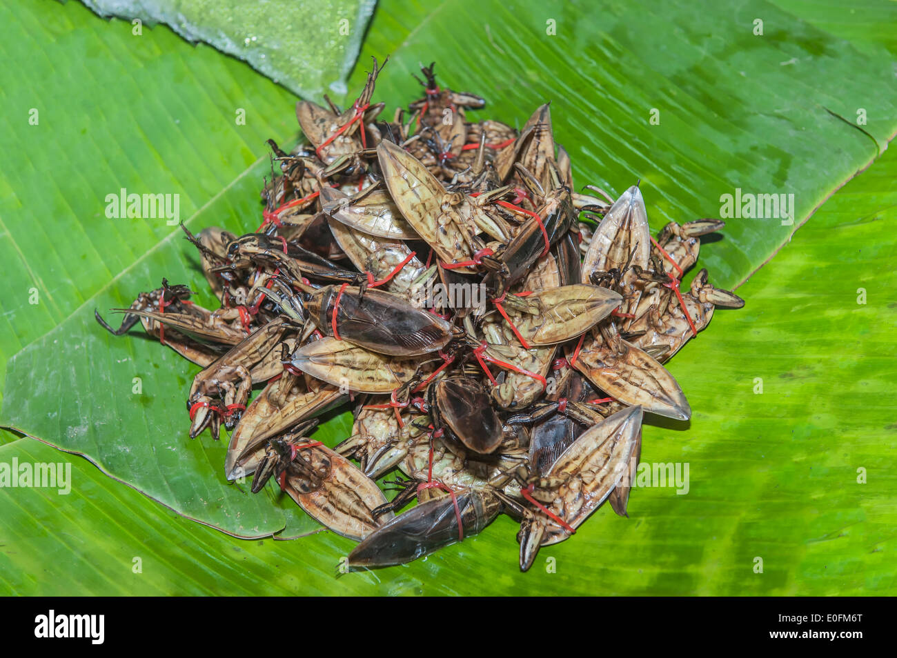 Cooked insects hi-res stock photography and images - Alamy