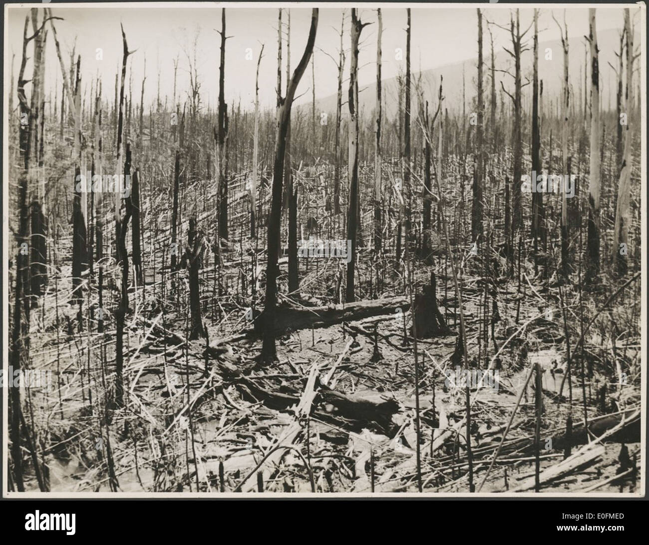 Australian bushfire aftermath recovery hi-res stock photography and ...
