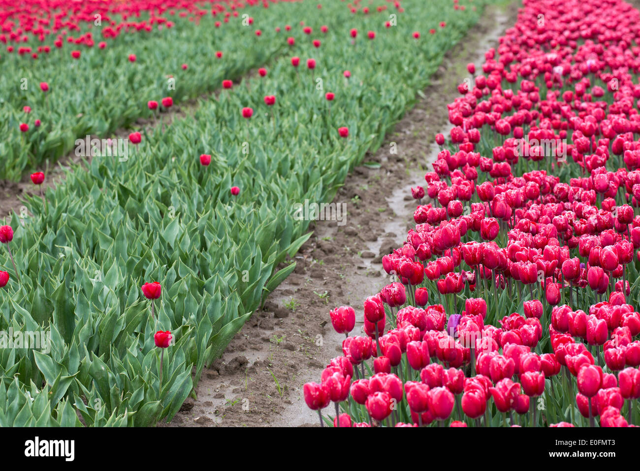 Spring Landscape, Tulip Flower Field Stock Photo - Alamy