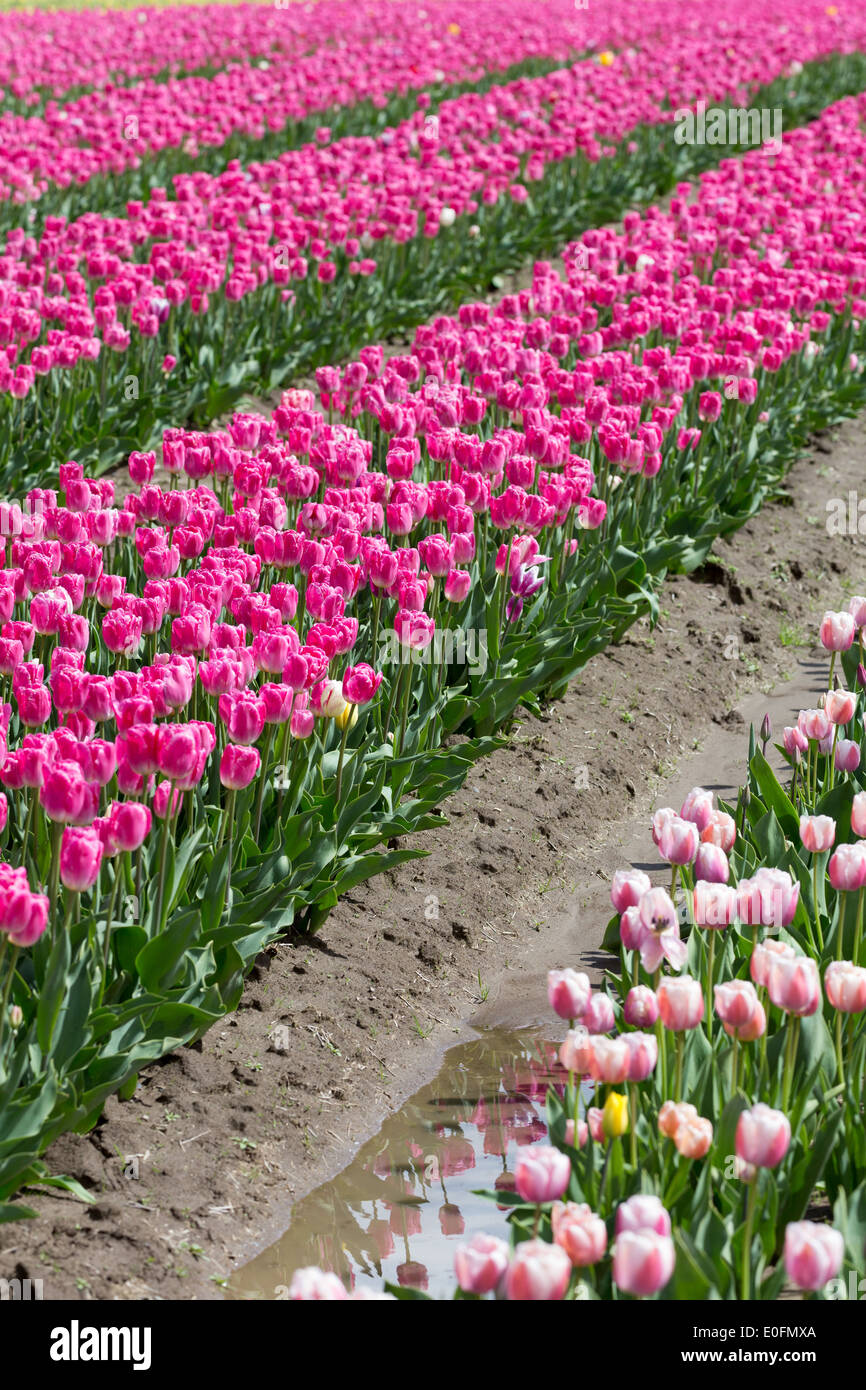 Spring Landscape, Tulip Flower Field Stock Photo - Alamy