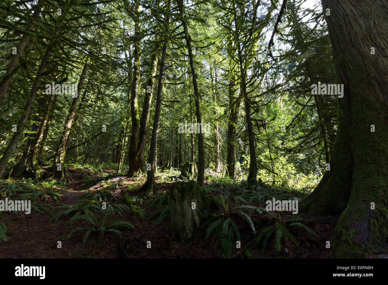Forest in BC canada Stock Photo - Alamy