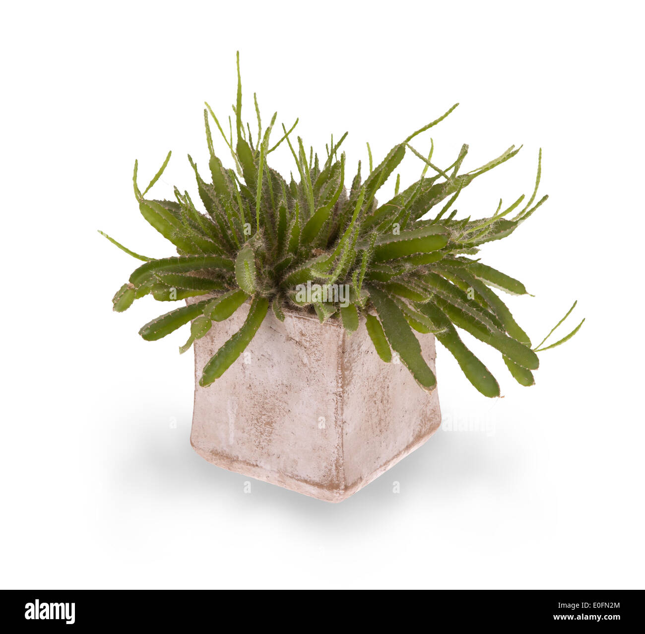 Small cactus plant red Cut Out Stock Images & Pictures - Alamy