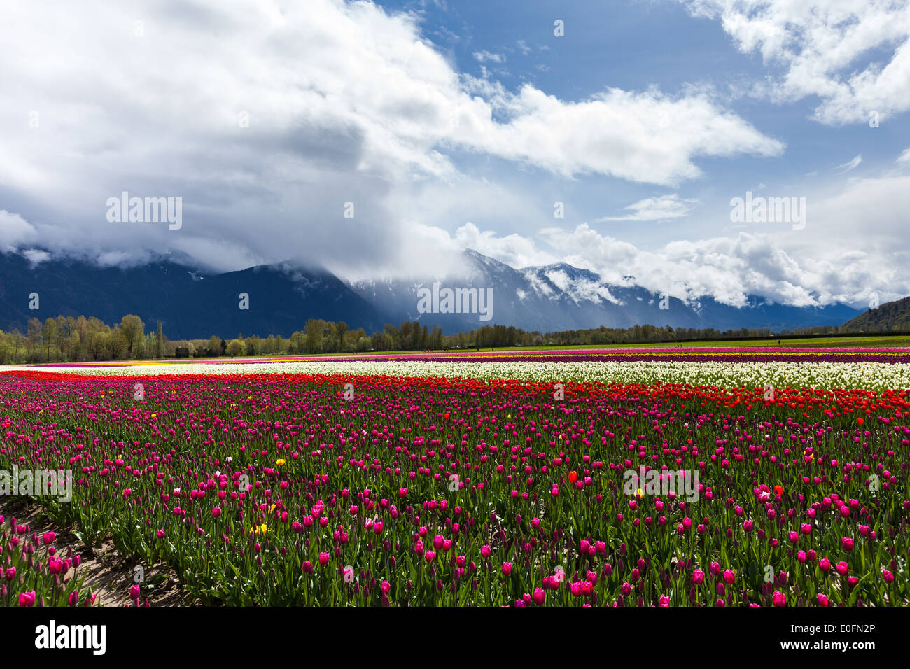 Canada spring mountain flower snow hi-res stock photography and images ...