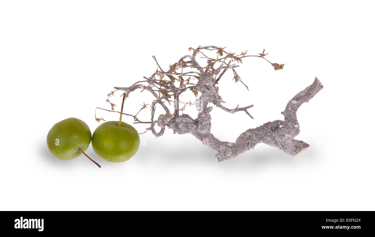 Dry tree on background Cut Out Stock Images & Pictures - Alamy