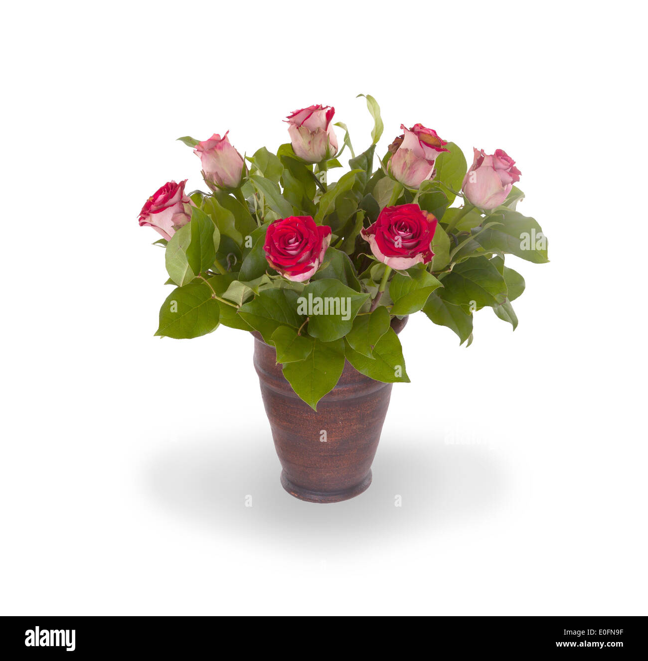 Red roses in ceramic pot, isolated on white Stock Photo - Alamy