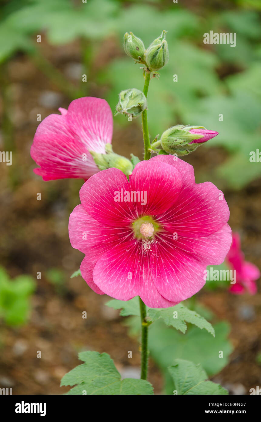 pink flower in the garden Stock Photo - Alamy