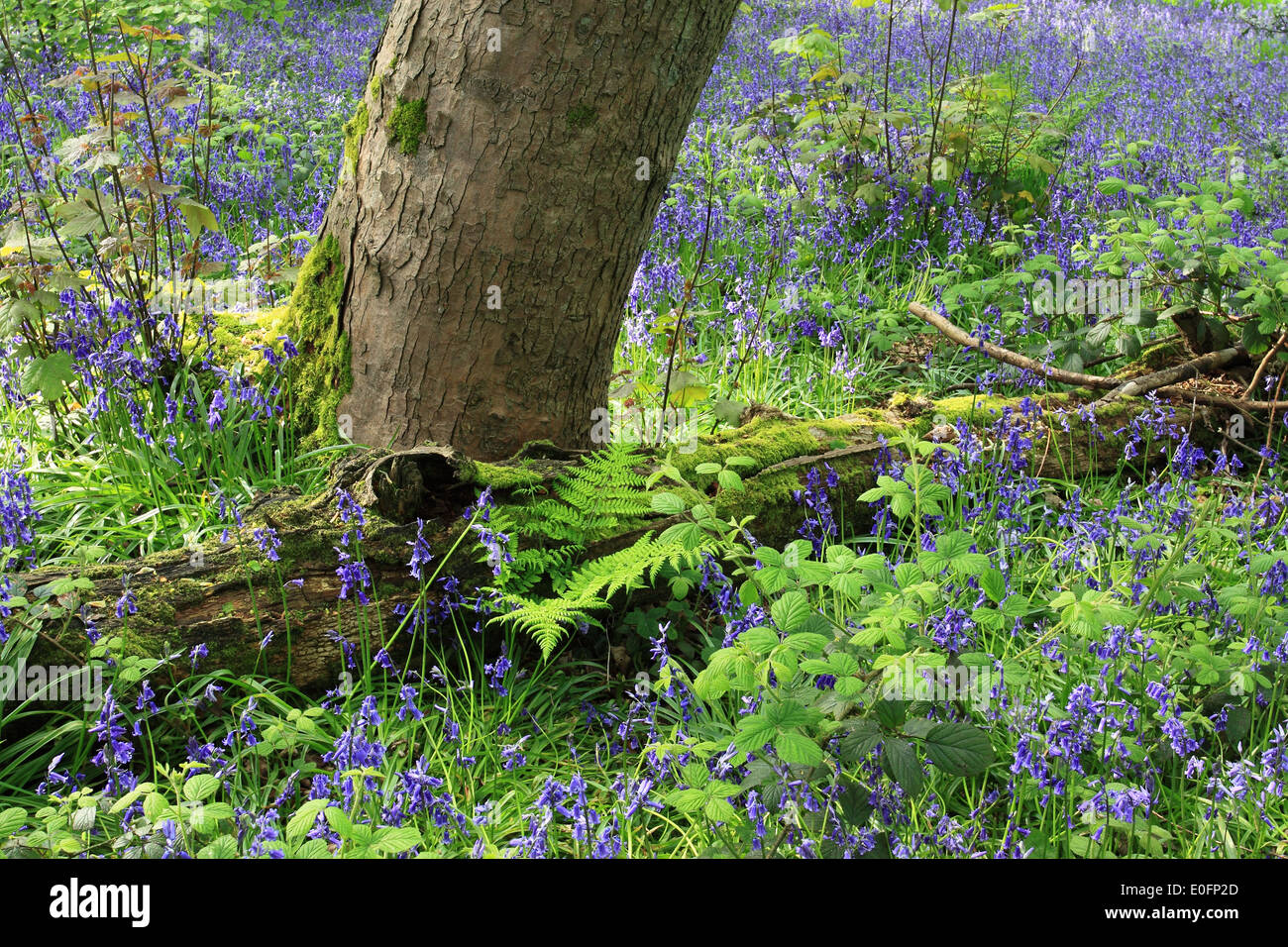 Springtime Bluebells in woods at Old Spring Wood in Shipley, West ...