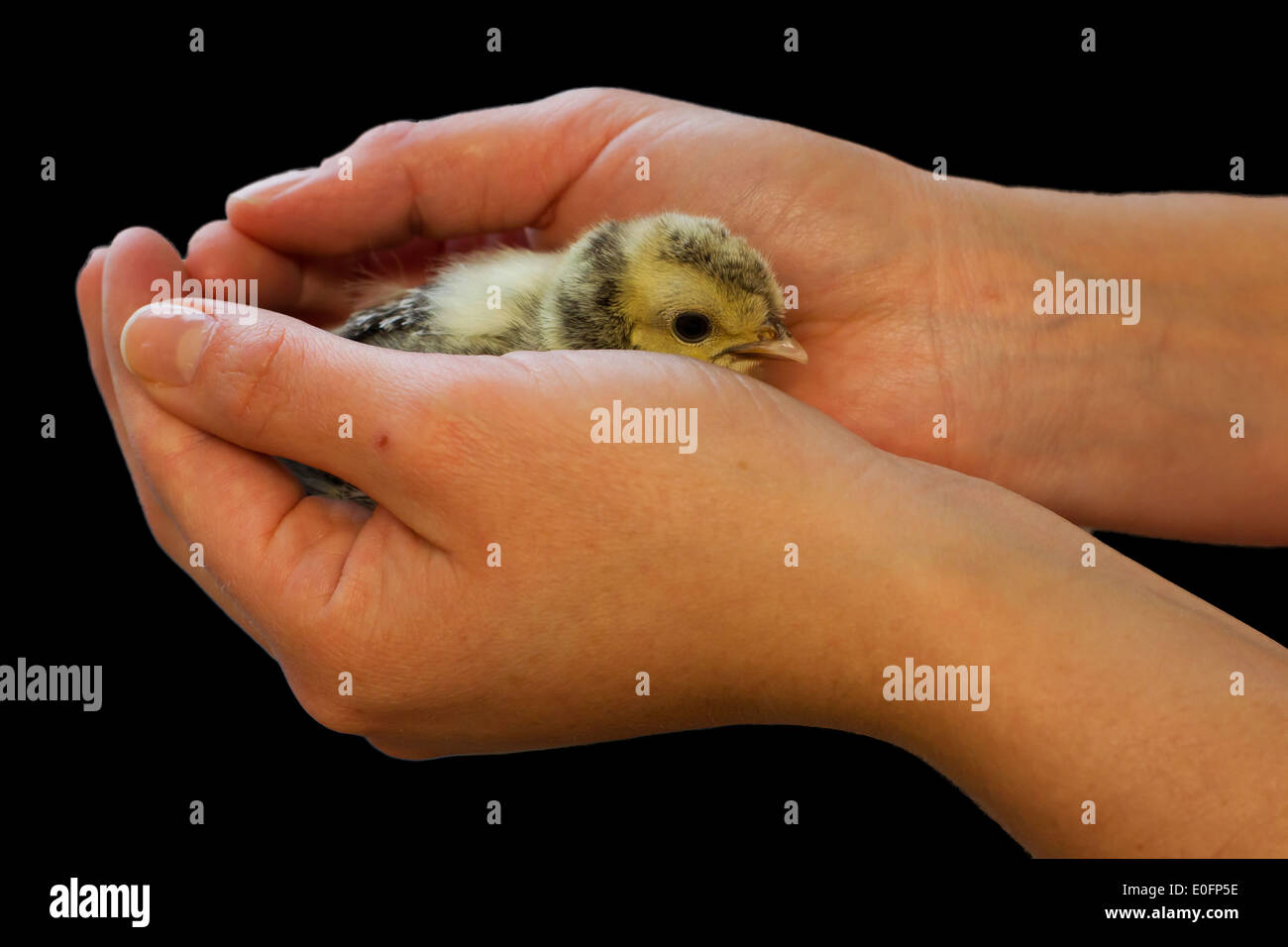 Chick on hand isolated on solid background Stock Photo - Alamy