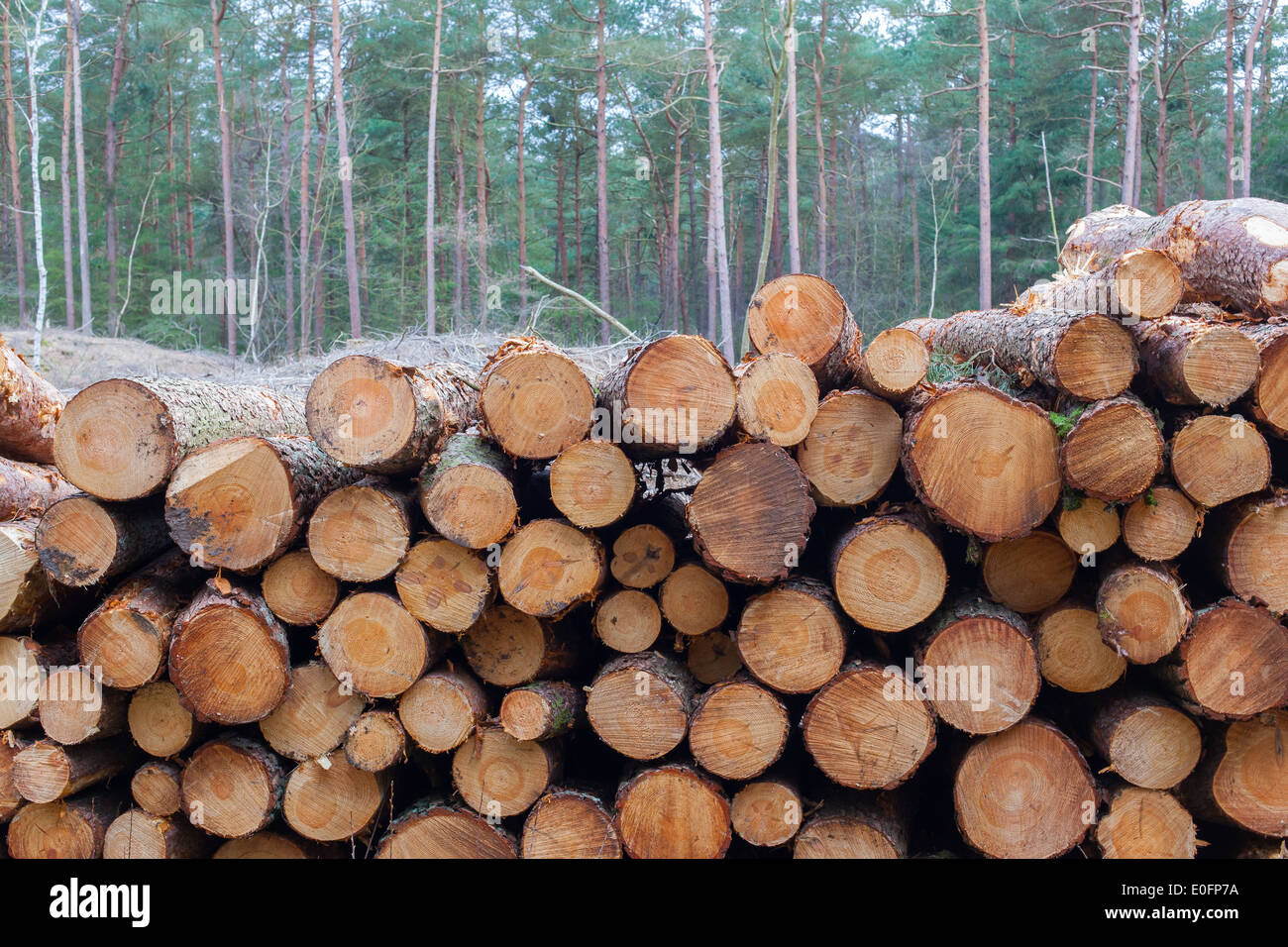 Forestry industry tree felling and timber logging Stock Photo - Alamy
