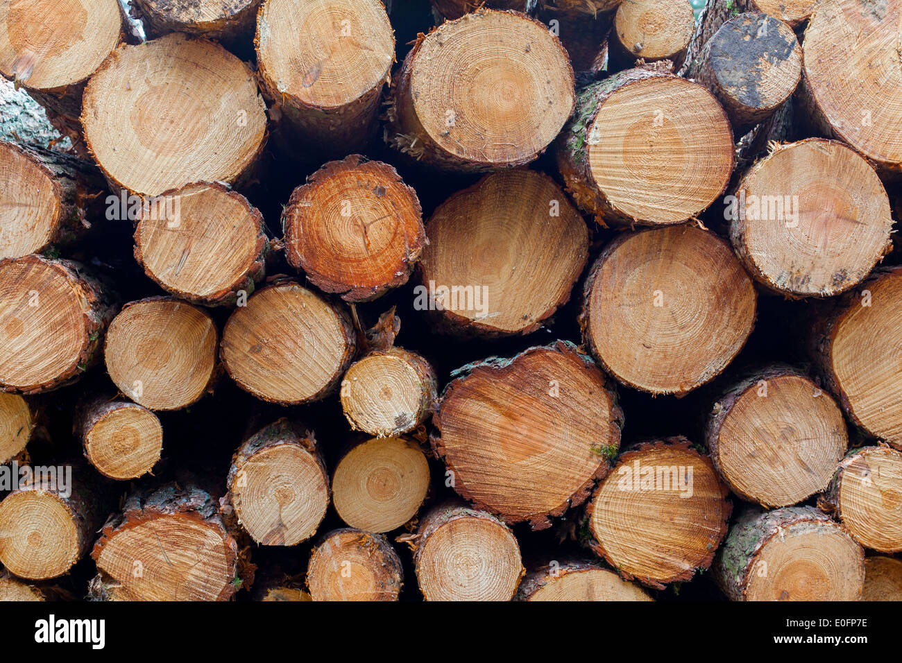 Forestry industry tree felling and timber logging Stock Photo - Alamy