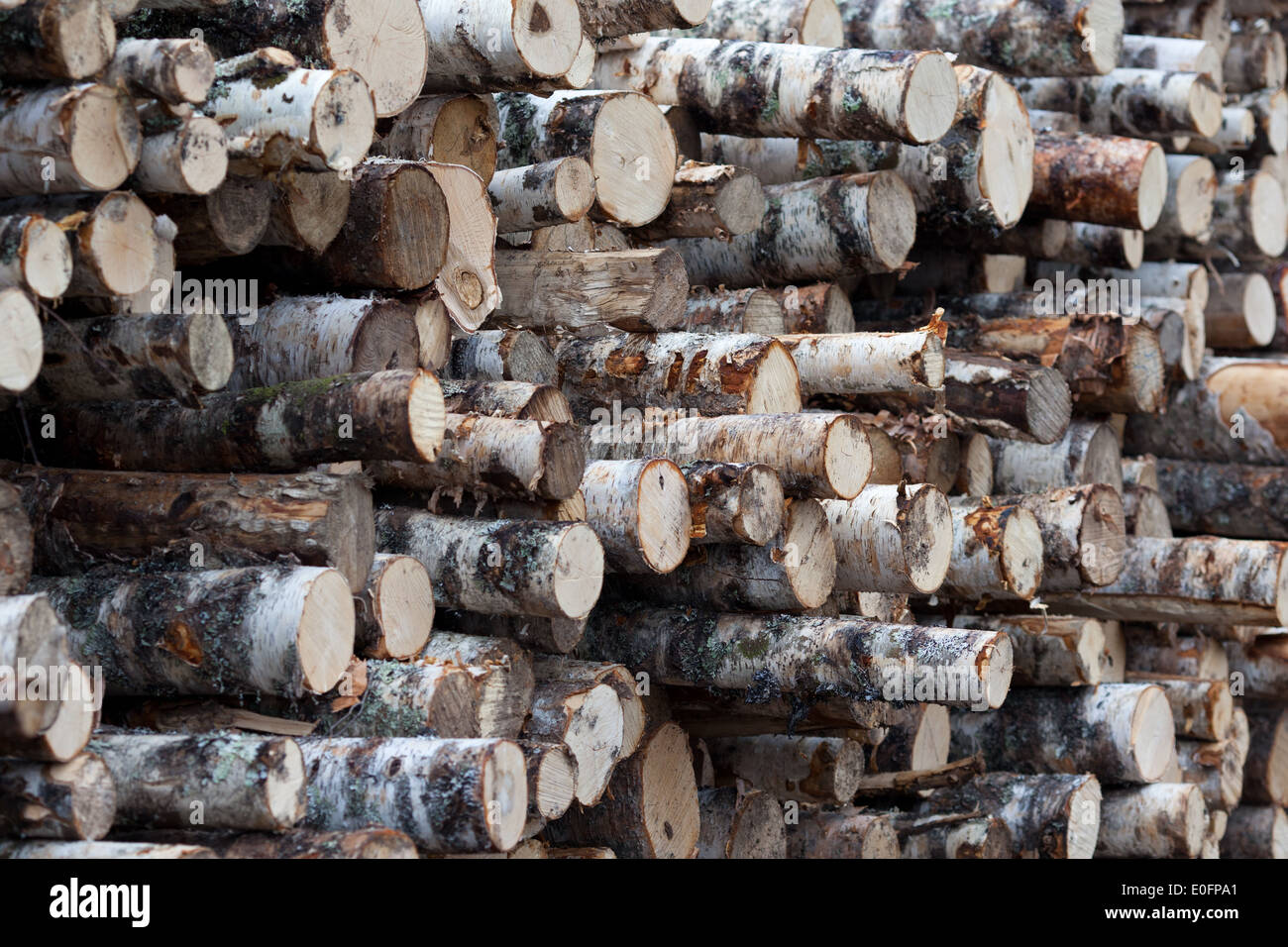 Birch birches hi-res stock photography and images - Alamy
