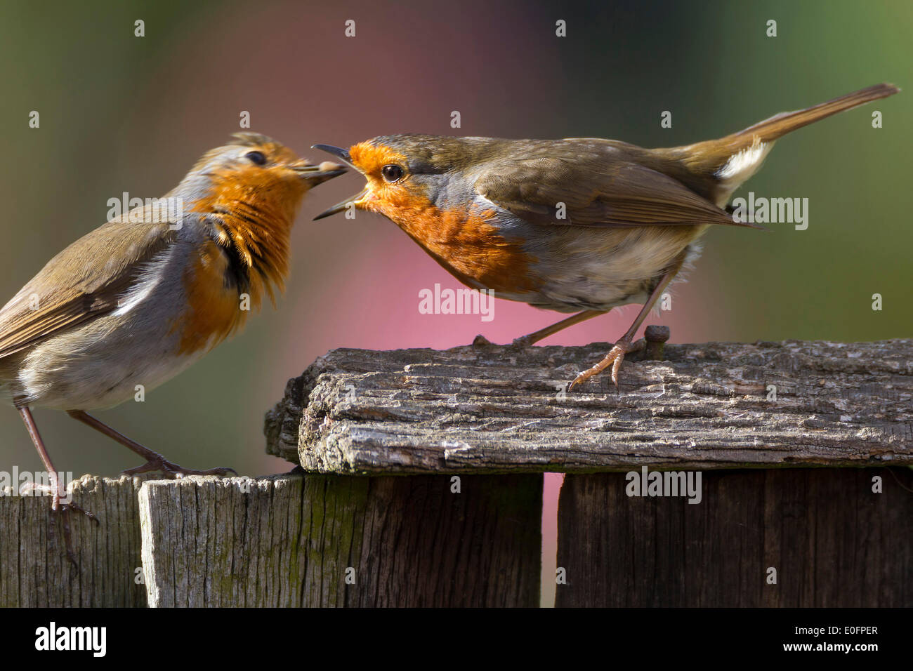 Northampton, UK. 12th May, 2014. Robin Erithacus rubecula (Turdidae ...
